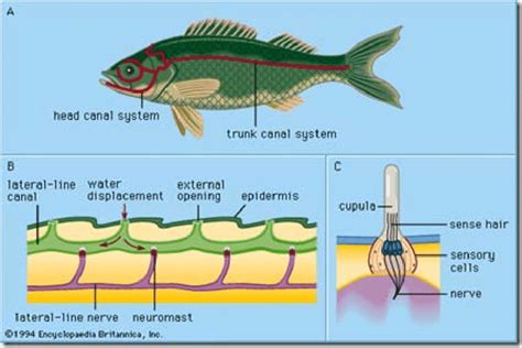 A The Location Of The Lateral Line System On The Fish B Image Of Download Scientific