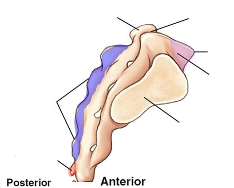 Diagram Of Sacrum Lateral View Quizlet