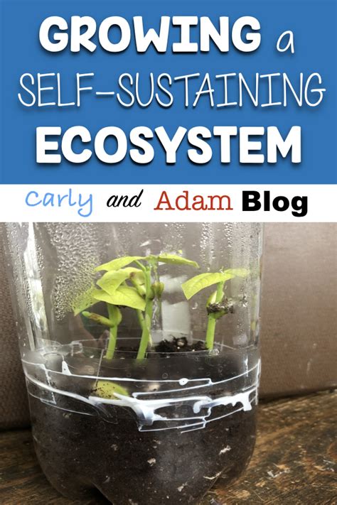 Growing A Self Sustaining Plant Ecosystem — Carly And Adam
