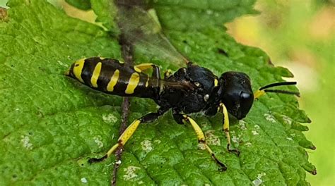 Ectemnius Cephalotes Observation Nb 4292452 Naturbasen