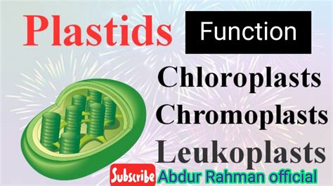 Function Of Plastids Class 9th And 11th Biology Plastids Ka Kam Kia