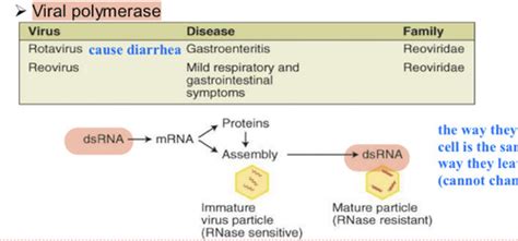 Replication Of RNA Viruses Flashcards Quizlet