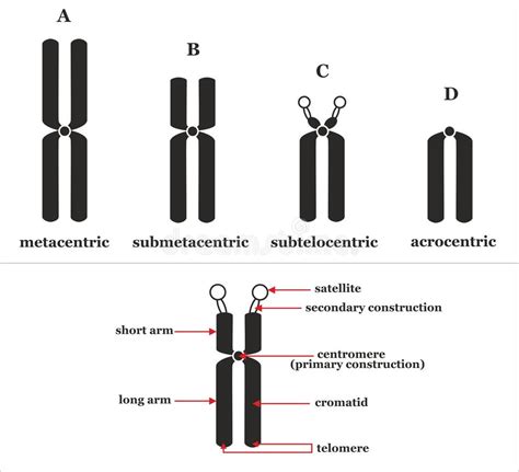 Types Chromosomes Stock Illustrations 13 Types Chromosomes Stock Illustrations Vectors