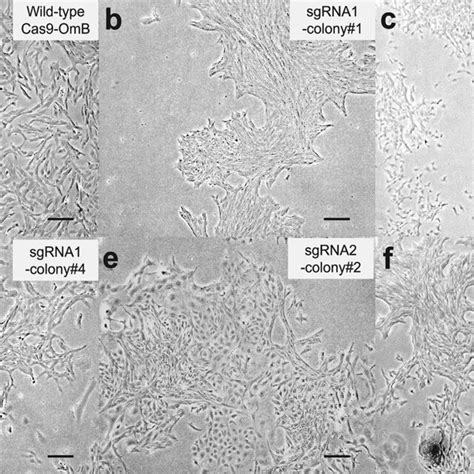 Quantitative Indel Mutation Efficiencies Of Cell Colonies Pools