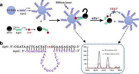A Schematic Presentation Of Fluorescent Nanoprobe Based On Fluorescence