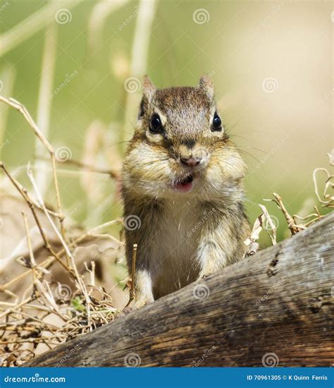Funny Chipmunk Stuffs It S Cheeks Stock Image Image Of Eastern Cute 70961305