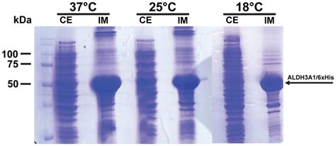 Aldh3a1 Heterologous Expression Through Autoinduction With The