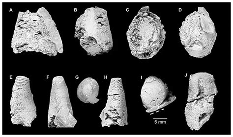 Treasure Trove Of 500 Millionn Year Old Cambrian Fossil Molluscs