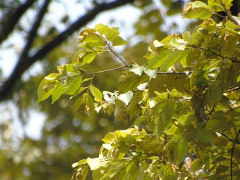 Pterospermum Javanicum Jungh