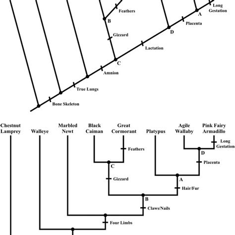 Accuracy Of Phylogenetic Trees Constructed By Babes With Comparisons Download Scientific