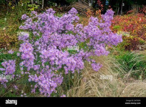 Aster Aster Ericoides Pink Star Feather Grass Stipa Tenuissima