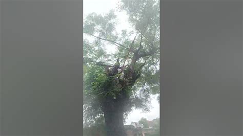 Nim Ka Tree Pa Aam Youtube