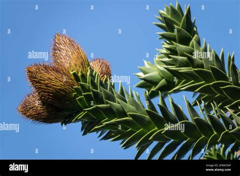 Monkey Puzzle Tree Hi Res Stock Photography And Images Alamy