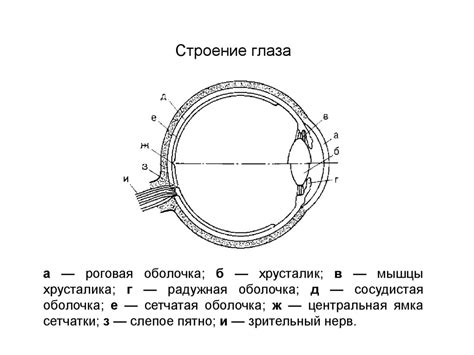 Зрение Теории цветового зрения Online Presentation