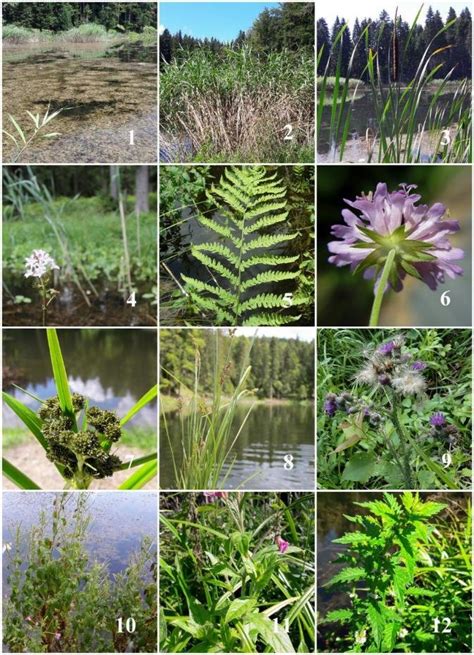 The Common Macrophyte Taxa Of The Paučko Lake 1 Myriophyllum Spicatum Download Scientific