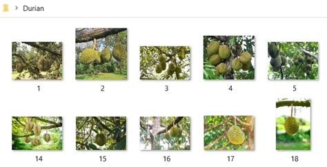 Github Mewmp55 Image Object Detection On Durian Dataset