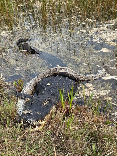 Jaw Dropping Video Shows Massive Gator Eating Python