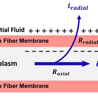 An Illustration Of The Orientations Of The Axial Flow Of Current Download Scientific Diagram