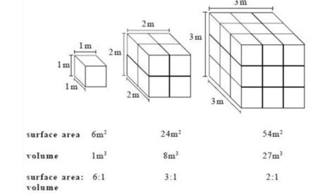 Surface Area To Volume Ratio Flashcards Quizlet