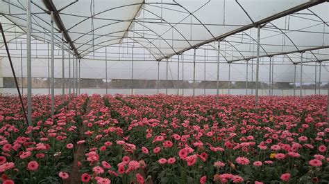 Gerbera Flower Cultivation In Polyhouse Best Flower Site