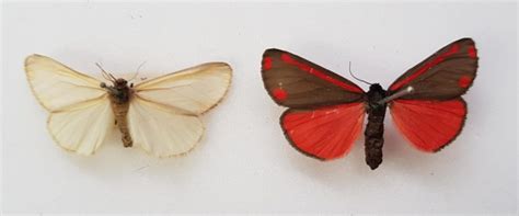 faded specimens and the importance of object rotation brighton