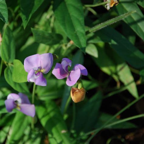 Vigna Unguciculata Wildflower Nursery