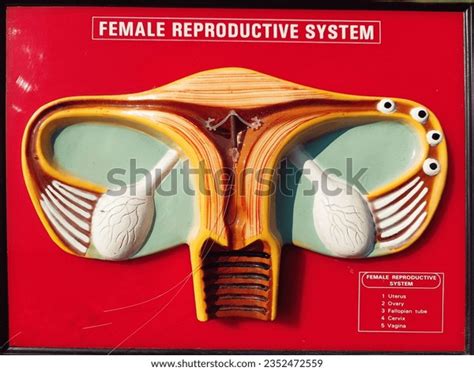 India S Reproductive Health Images Stock Photos Vectors Shutterstock