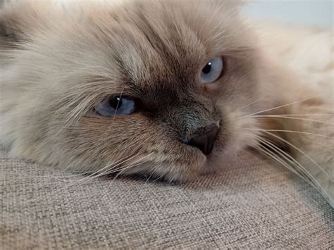 گمشدگان ایران گربه سفید گمشده کرمان گربه