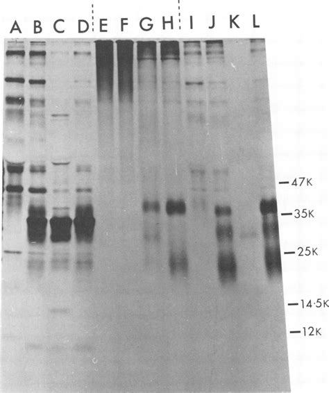 Post Translational Modification Of Secreted Polypeptides Conditions Of