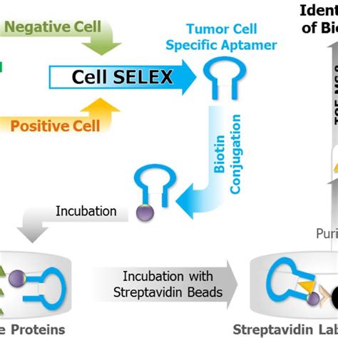 Schematic Representation Of Aptamerantibody And Aptameraptamer