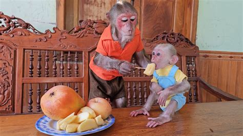 Funniest Moments Monkey Su And Ku Naughty Distract Hide From Mom Sneaky