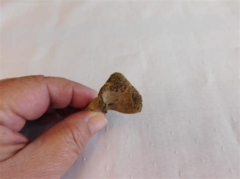 Turtle Humerus Fossil Fossils And Artifacts For Sale Paleo Enterprises