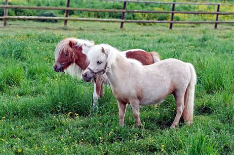 Mini Horse Breeds