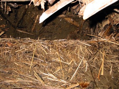 Inside Beaver Lodge
