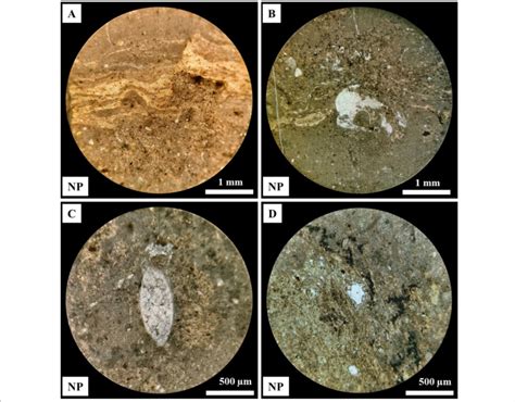 11 Sección Al Microscopio Del Tramo E1 12 A Restos De Download