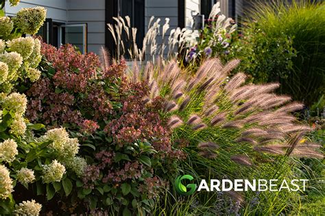 Types Of Grasses To Grow Edible Medicinal Decorative And Ornamental