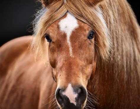 Close Up Portrait Of A Horse With A Flowing Mane Showcasing Its
