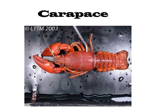 Ppt Crayfish Powerpoint Presentation Free Download Id2936444