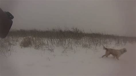 იხვზე ნადირობა გურულ ექსტრემალურად Youtube