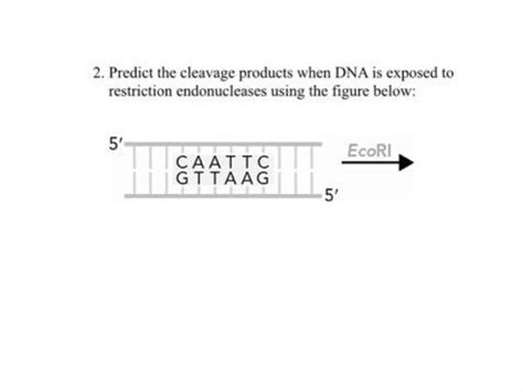 Solved Predict The Cleavage Products When DNA Is Exposed Chegg