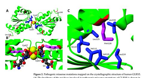 Pathogenic Missense Mutations Mapped On The Crystallographic Structure