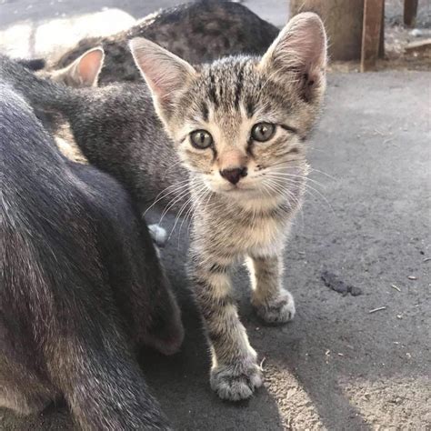 ცხოველების გაჩუქება ვაკეში