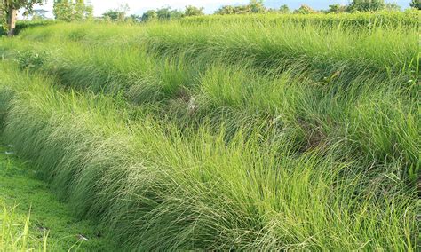 Vetiver Smell Shop Creed Original Vetiver Edp