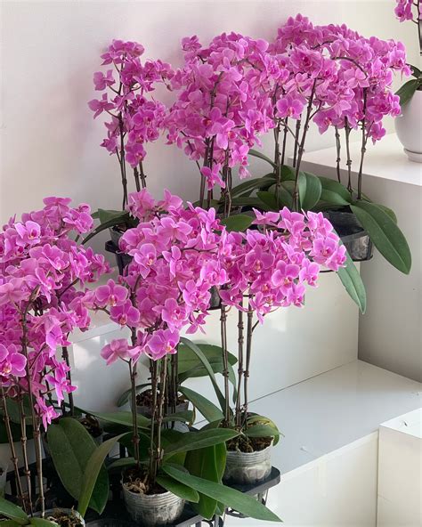 수레브플로르 화정꽃집 화정어버이날 화정카네이션 행신꽃집 원흥꽃집 일산꽃집 일산부케 플라워클래스 기념일꽃다발 Sureveflor • Instagram Photos