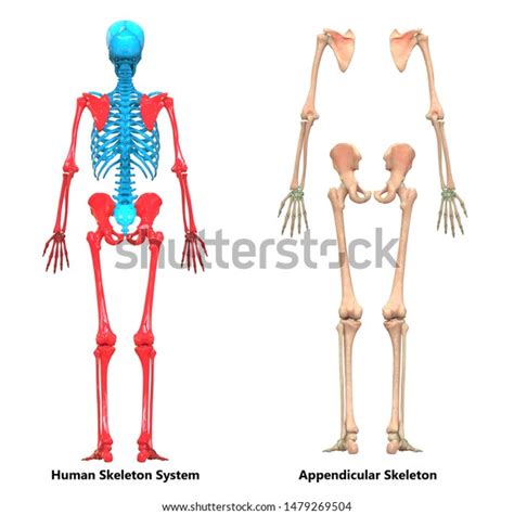 Human Skeleton System Appendicular Skeleton Anatomy Stock Illustration 1479269504 Shutterstock