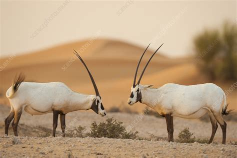 Two Arabian Oryx In Desert Stock Image C058 8199 Science Photo Library