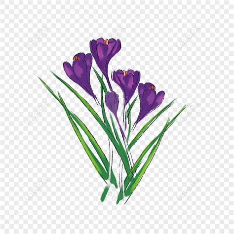 크로커스 Png 일러스트 무료 다운로드 Lovepik