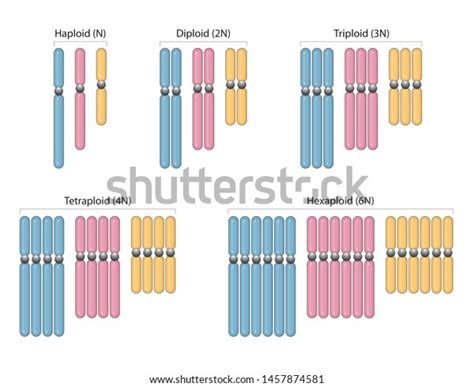 Types Polyploidy Haploid N Diploid 2n Stock Illustration 1457874581