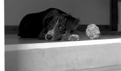 Max Border Collie House Ball Free Photo On Pixabay Pixabay