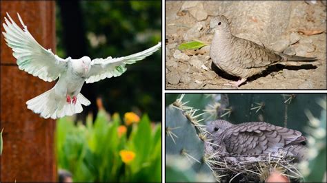 Inca Dove Identification Pictures Range Nesting And Lifecycle